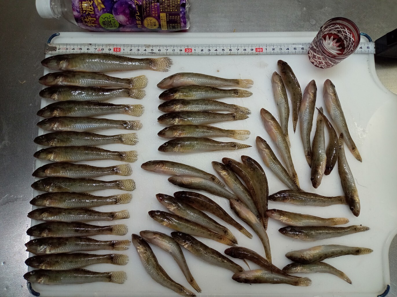 #33 2025/09/19 内房/のべ竿でハゼ釣り(中潮): ☄ニュービギニングの釣り日記2nd☄